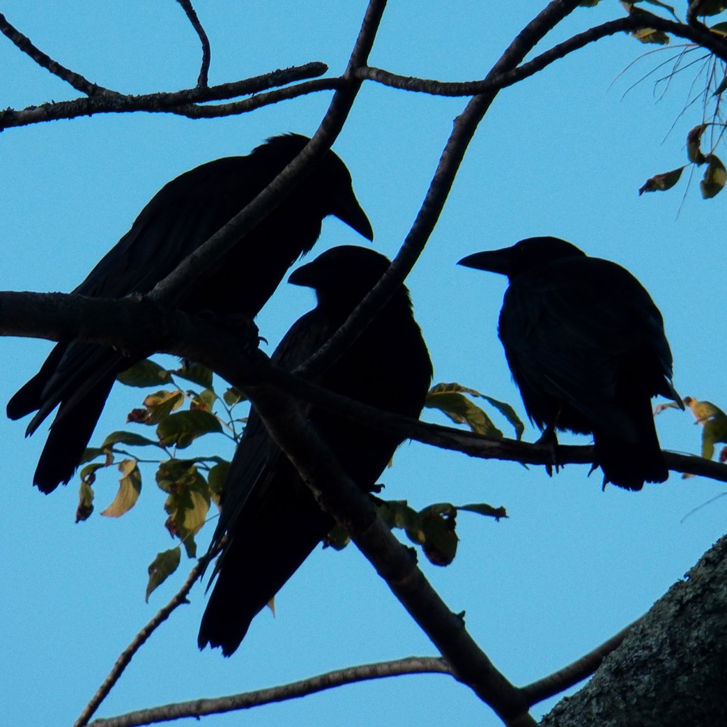 Three Crows Magazine - Chill Subs